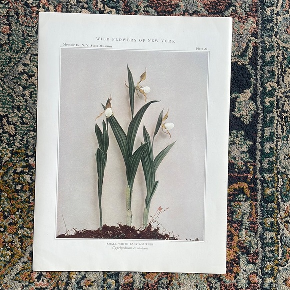 Vintage | Art | Antique Botanical Plant Print Original Over 0 Years Old ...